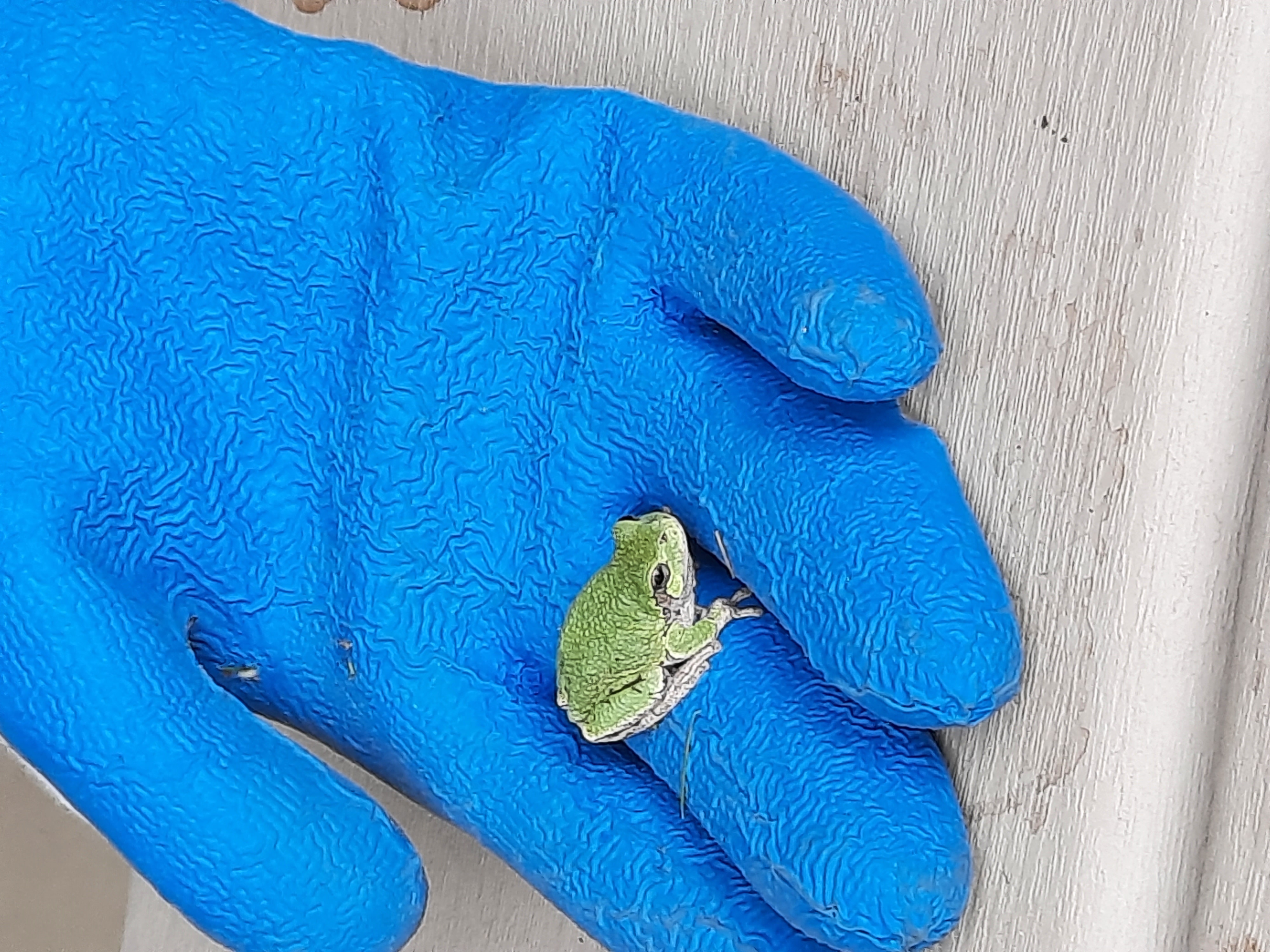 BIOL 195L 01 (Cahill - Fall 2025) | Albion College